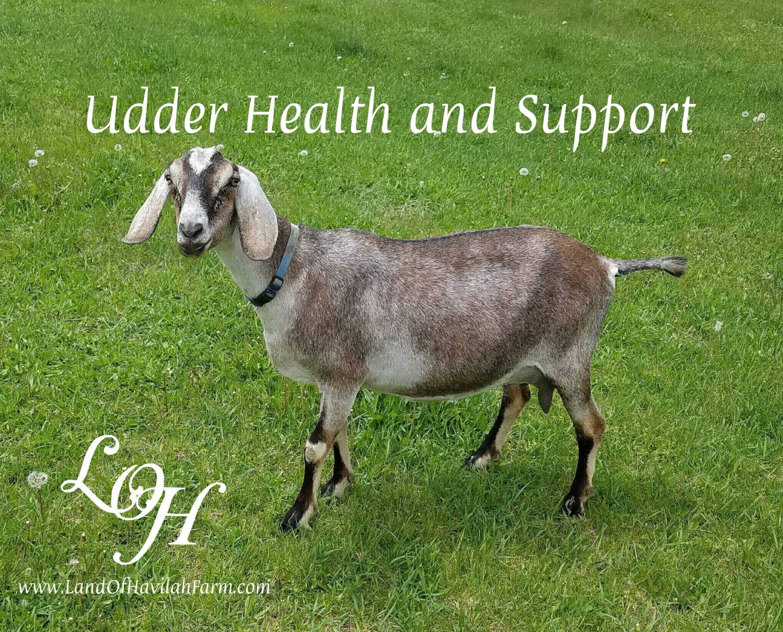 How to Dry Off Your Doe - Mini Class